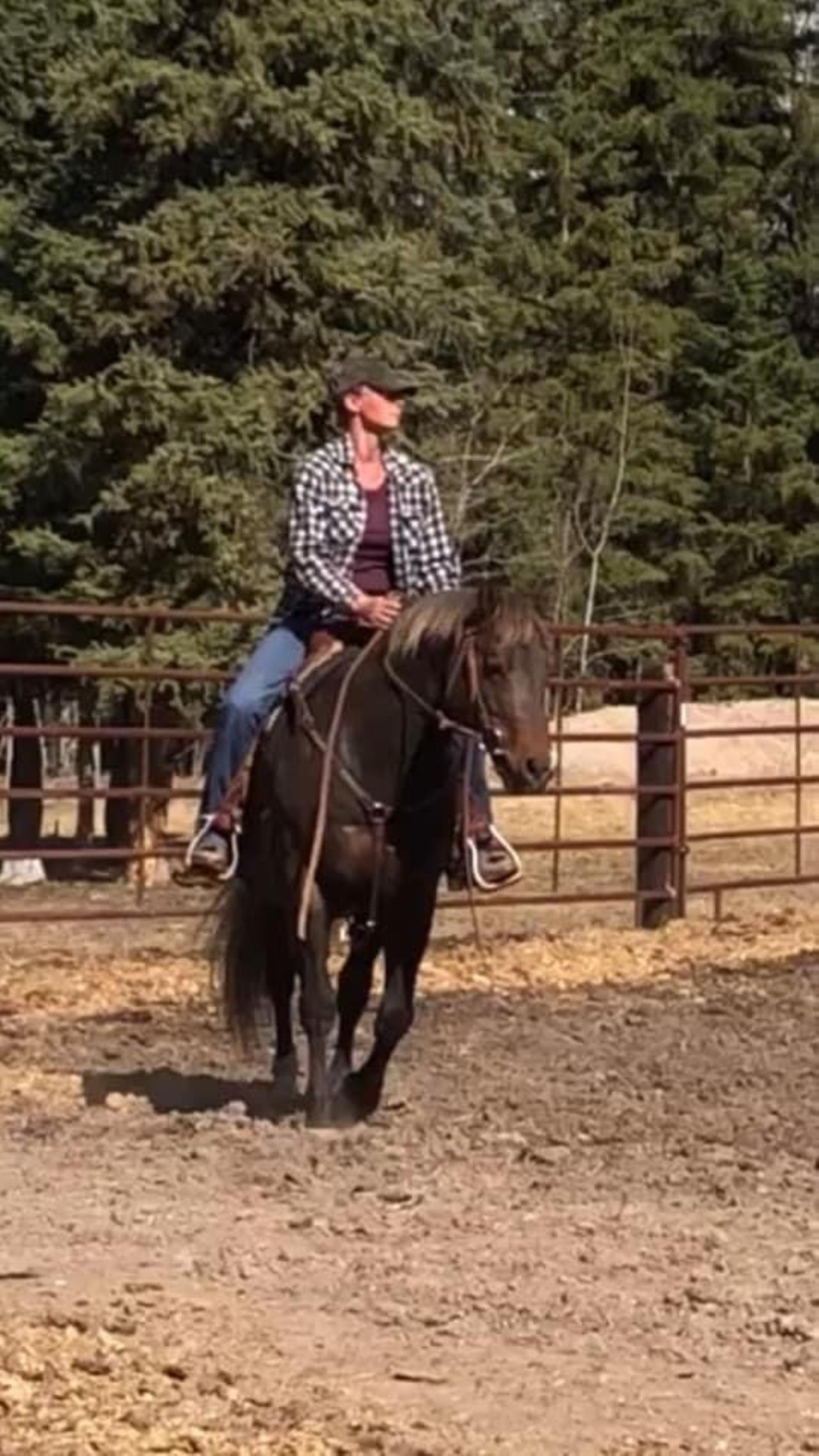 Gallery - Heartland Quarter Horses